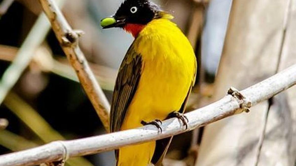 Goa to host three-day bird festival from Nov 11 - The Hindu