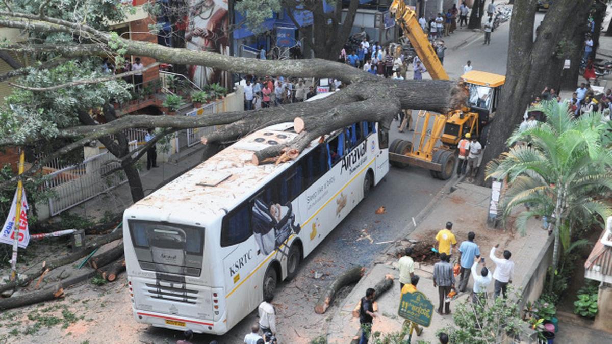Narrow escape for passengers as roadside tree falls on bus - The Hindu
