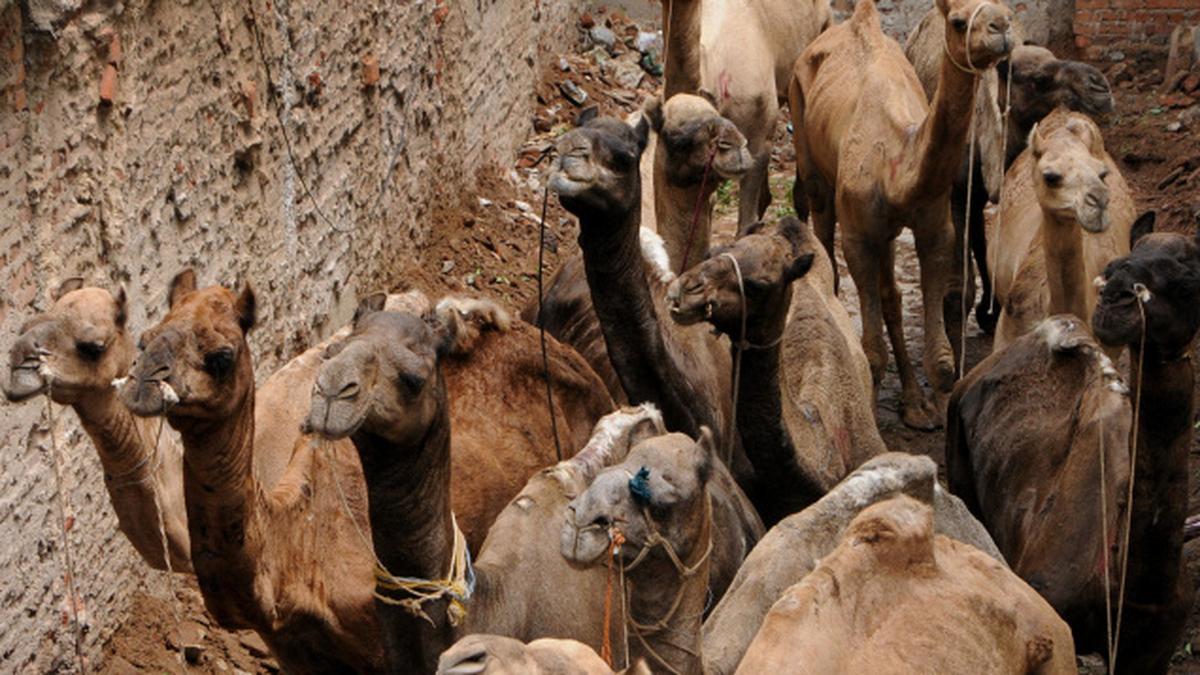 Camel slaughter ban: Mixed response from Islamic outfits - The Hindu