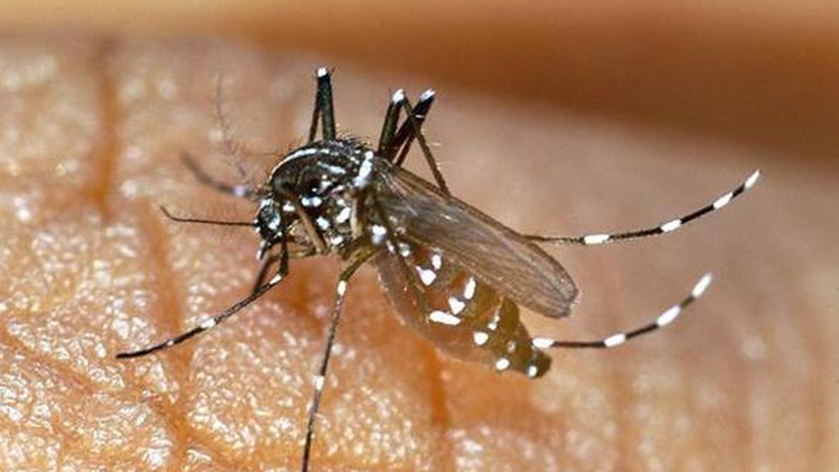 Chikungunya: symptoms, treatment and prevention - The Hindu