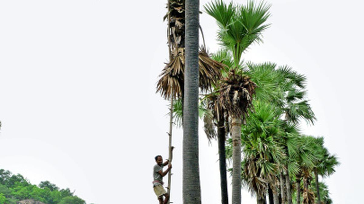 Bamboo ladder makes Koya tree climbers’ life easy - The Hindu