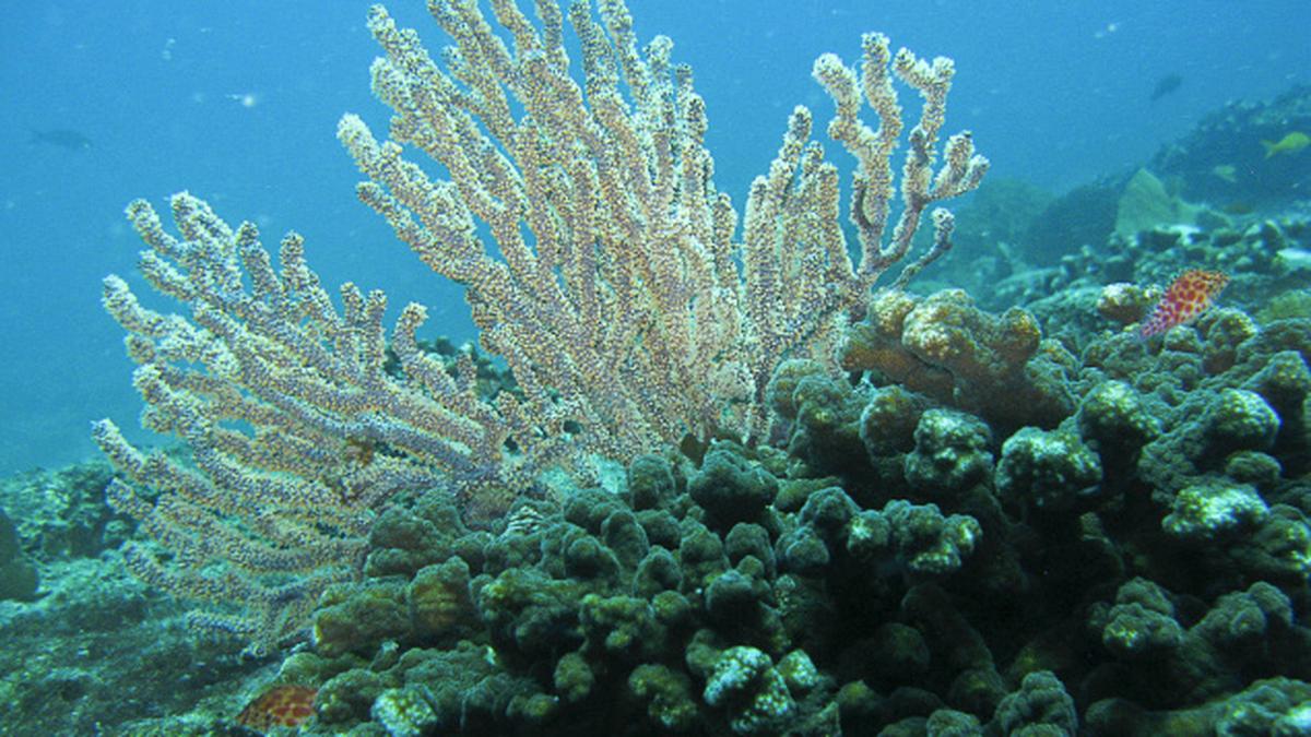 Coral reef network key to preserving fish stock - The Hindu