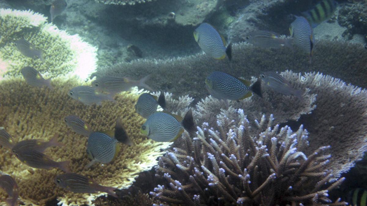 Weed-eating fish key to coral reefs’ survival - The Hindu