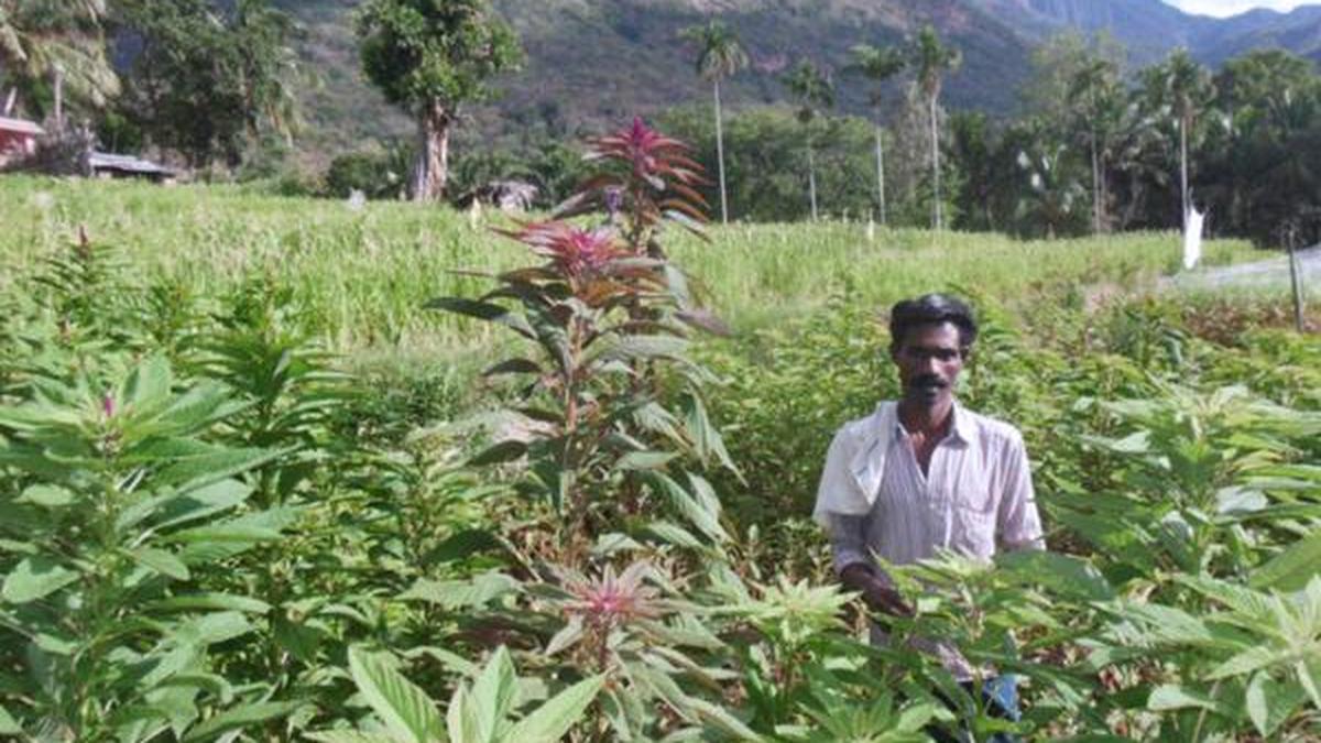 Tribal crops find a haven - The Hindu
