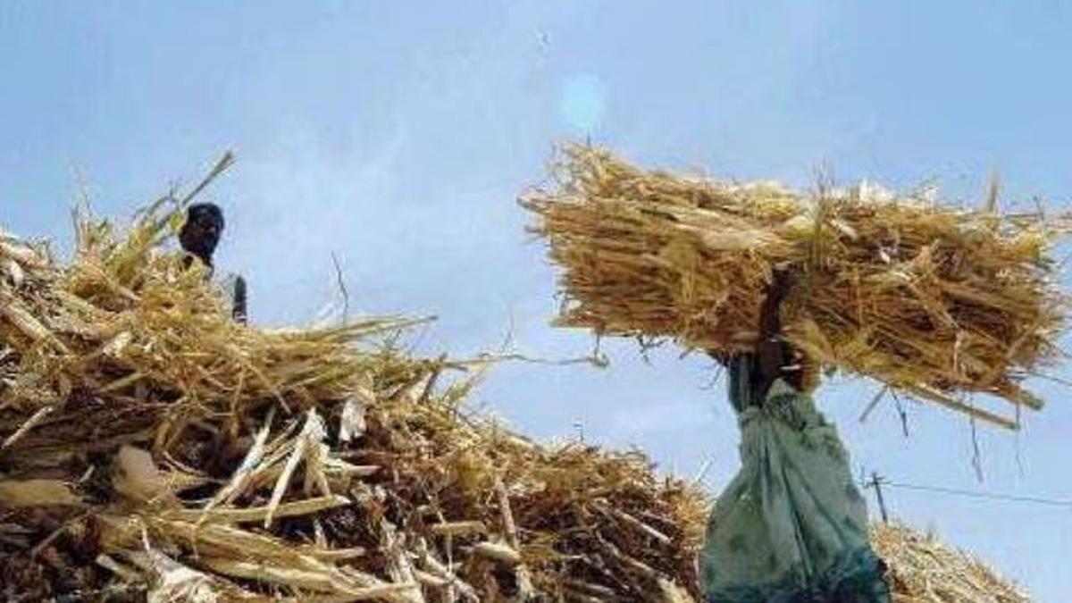 Sugarcane waste yields carbon for use in batteries - The Hindu