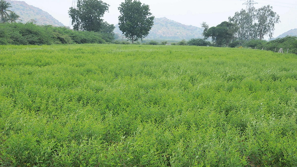 Farmers in Raichur happy with healthy red-gram crop, but concerned ...