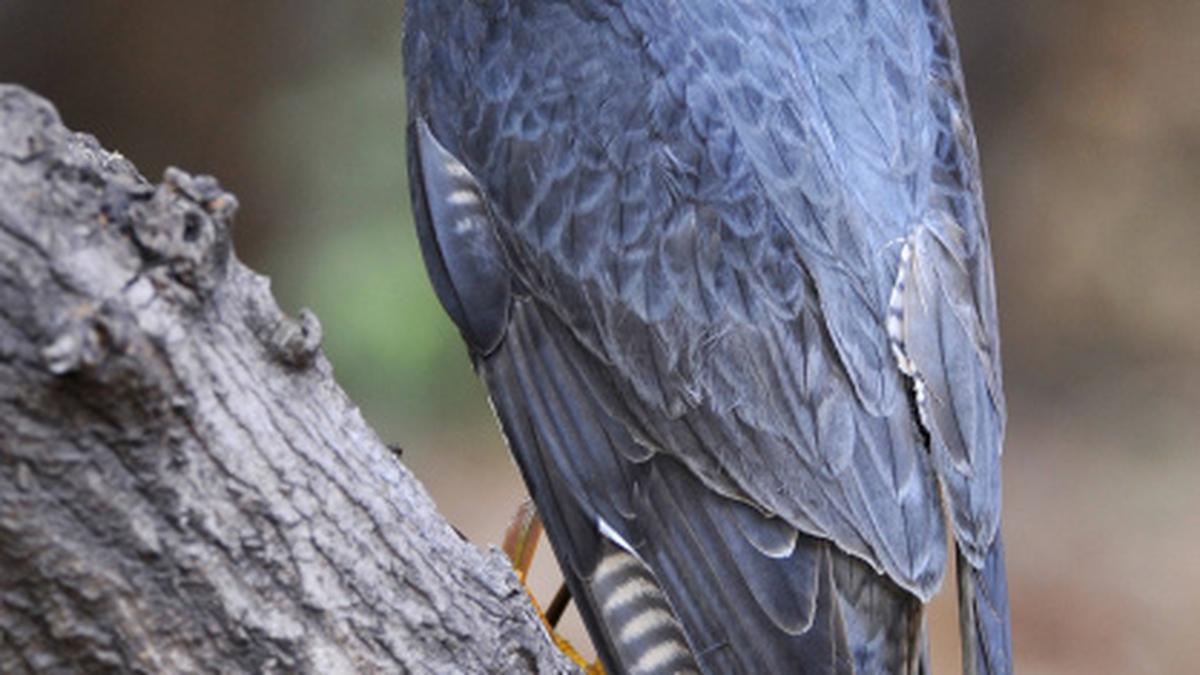 Flight of the falcon - The Hindu