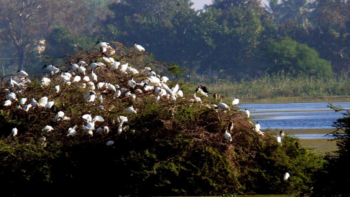 Nearly 38 species of birds spotted at Vaduvur Bird Sanctuary - The Hindu