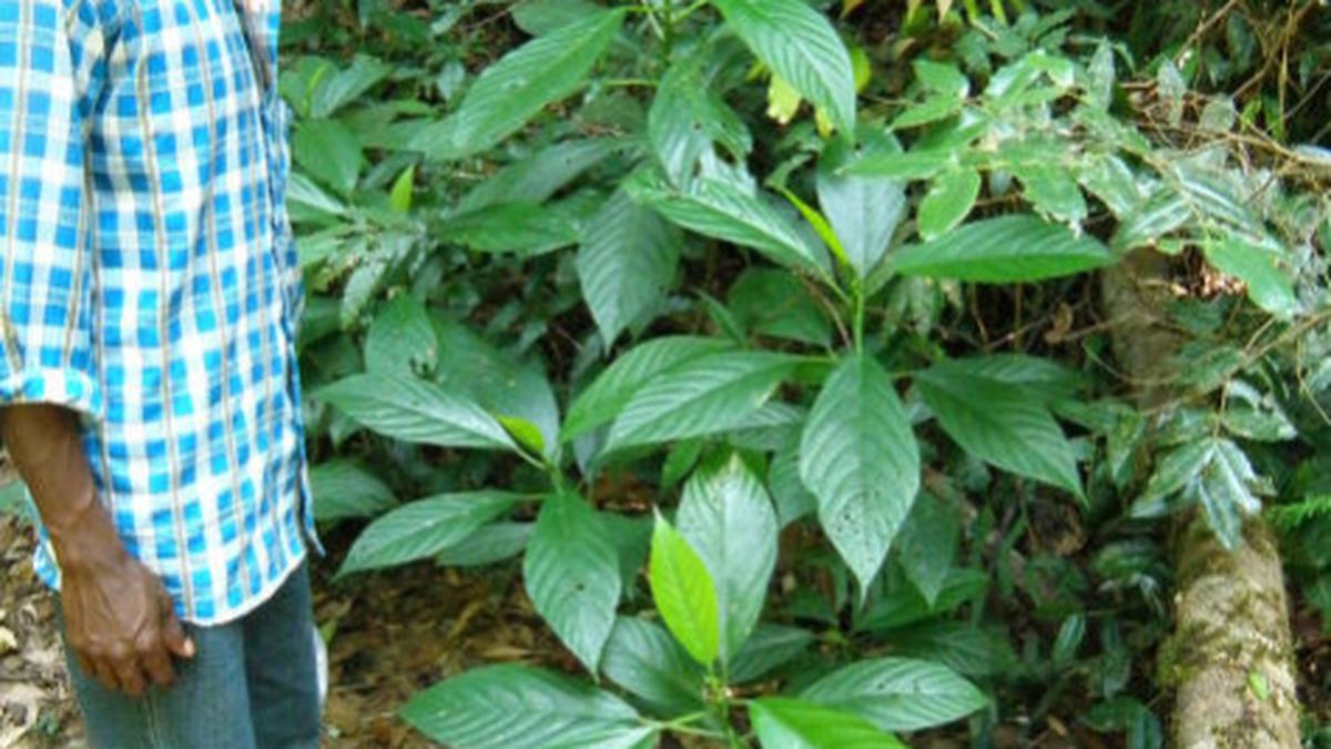 My Husband and Other Animals — Innocent plant, deadly sting - The Hindu