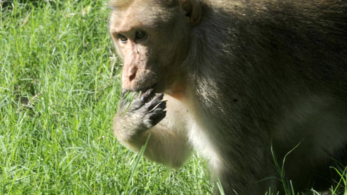Monkeys ‘have self-doubt like humans’ - The Hindu