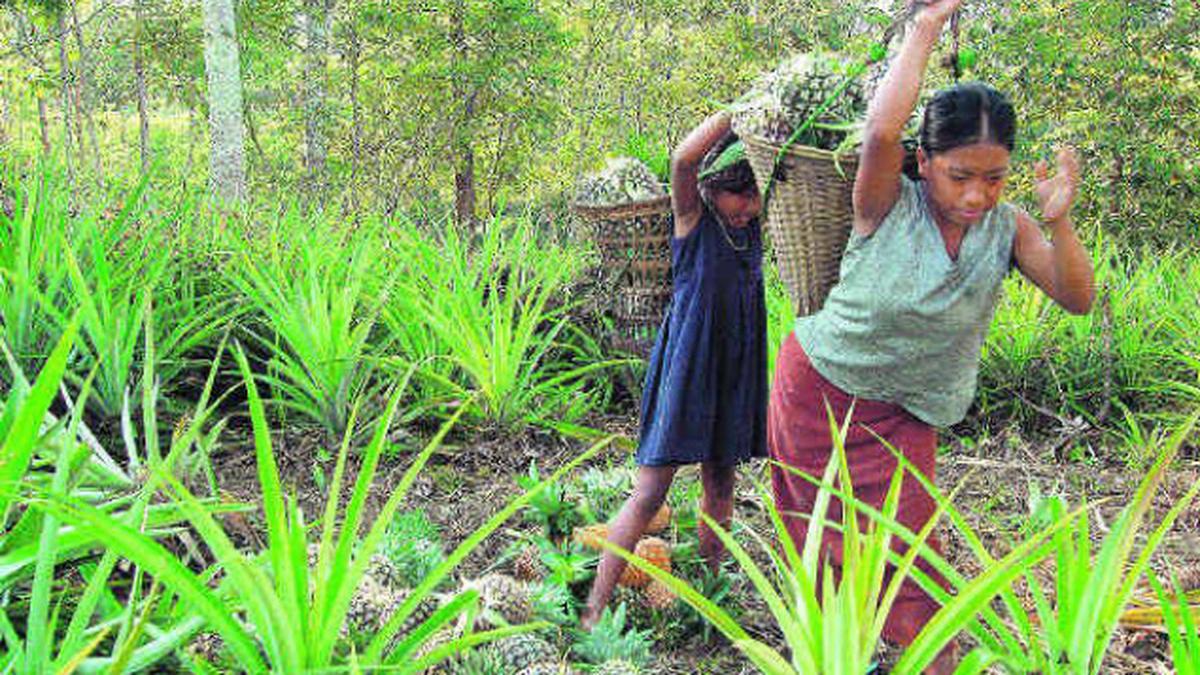 Unseasonal pineapple cultivation benefits farmers in Tripura - The Hindu