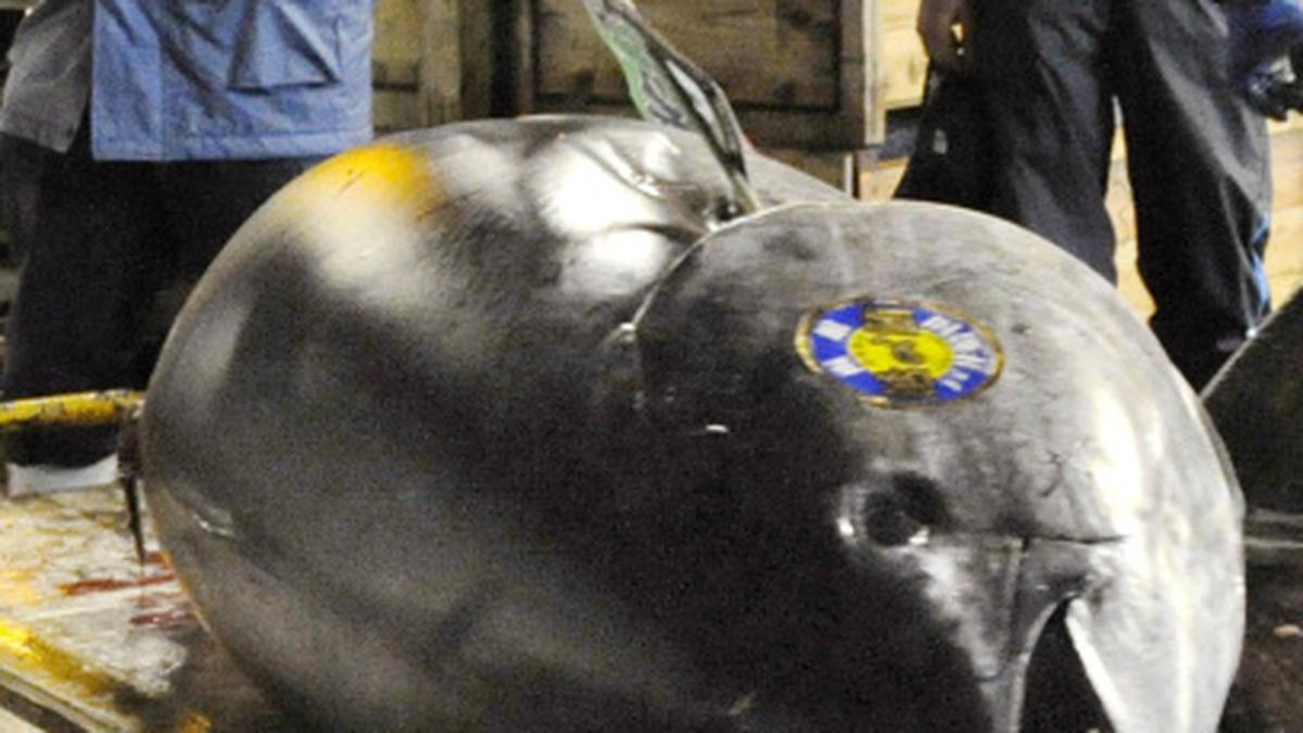 Sumo bluefin tuna fetches $396,000 in Tokyo - The Hindu