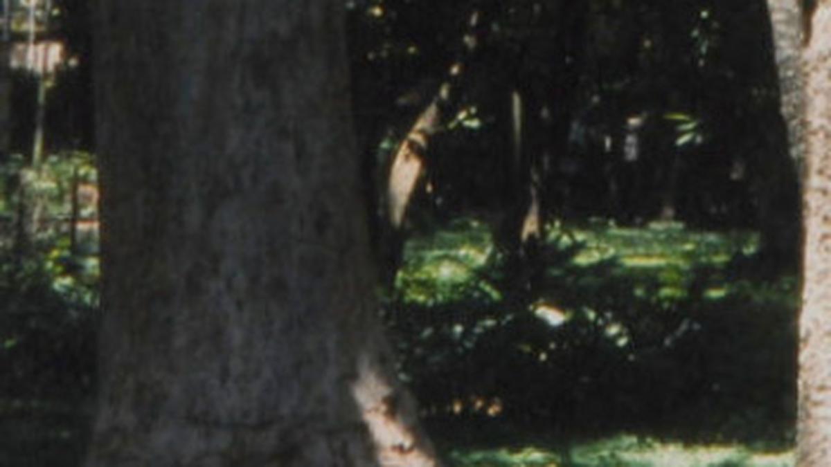 Baij, the unsung hero - The Hindu