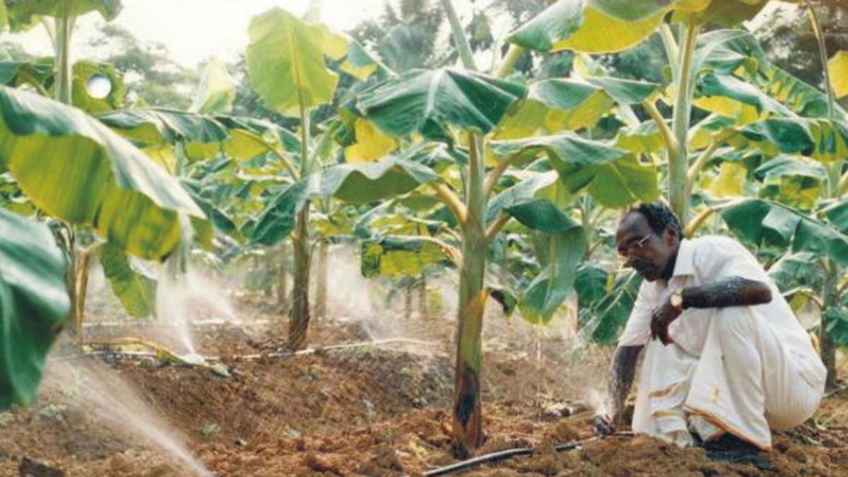 Sprinkler irrigation using tubes, old razor blade, and a kerosene lamp ...