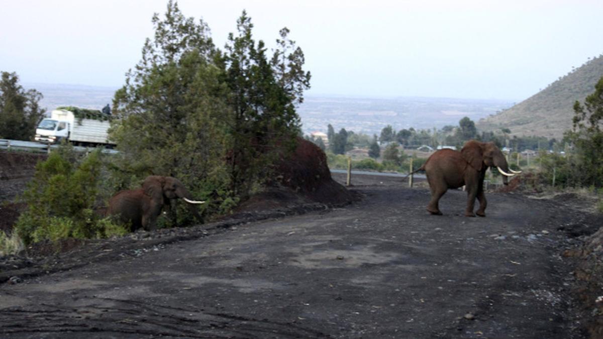 Elephants take to dedicated underpass in Kenya - The Hindu