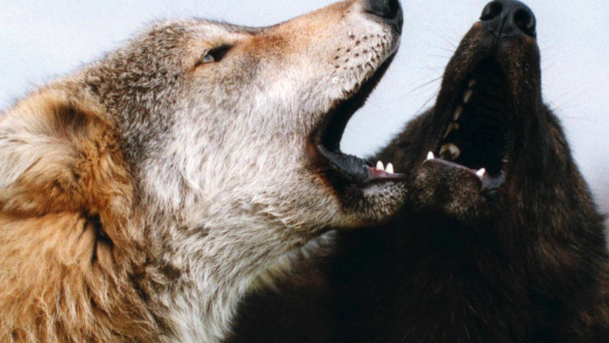 Learning to live with wolves - The Hindu