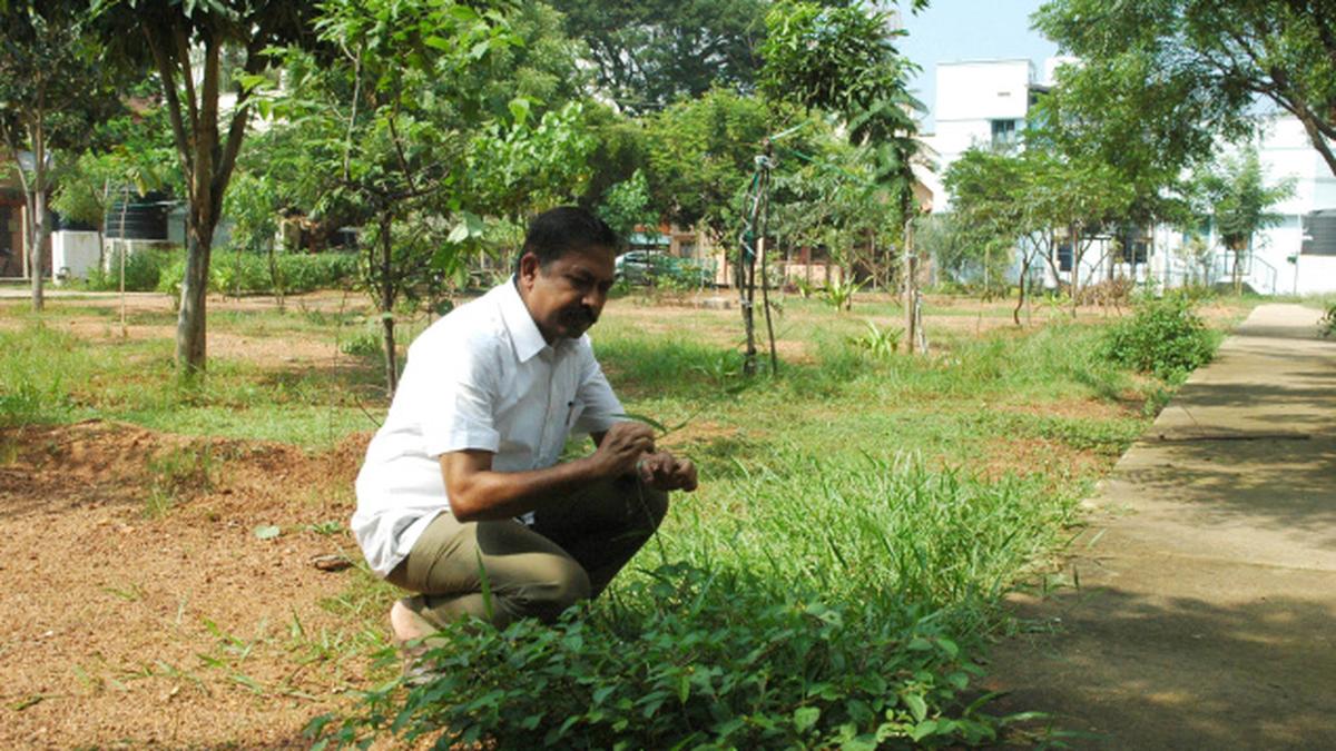 Garnering support for gardening - The Hindu