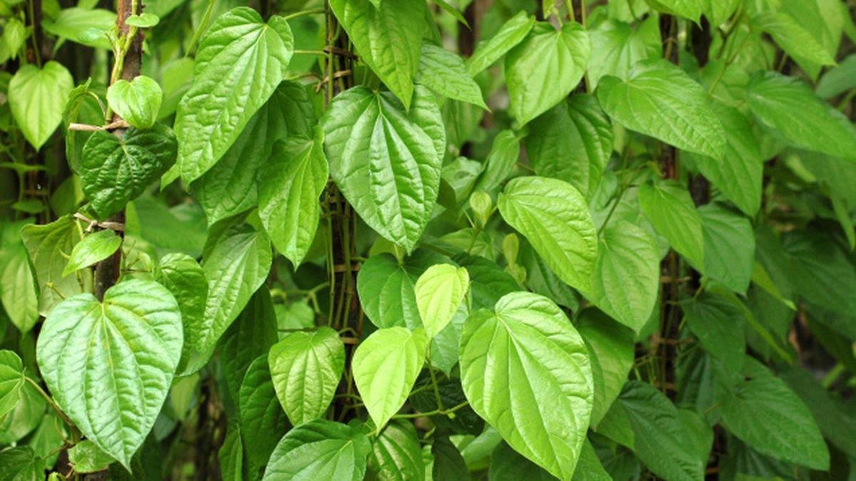 Betel leaf — much maligned, yet valuable - The Hindu