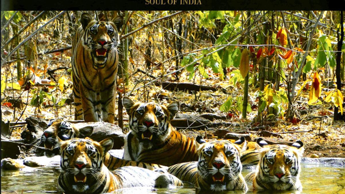 Myth and lore of the tiger down the ages - The Hindu