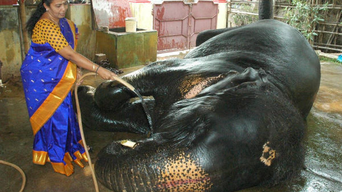 Passion for pachyderms - The Hindu