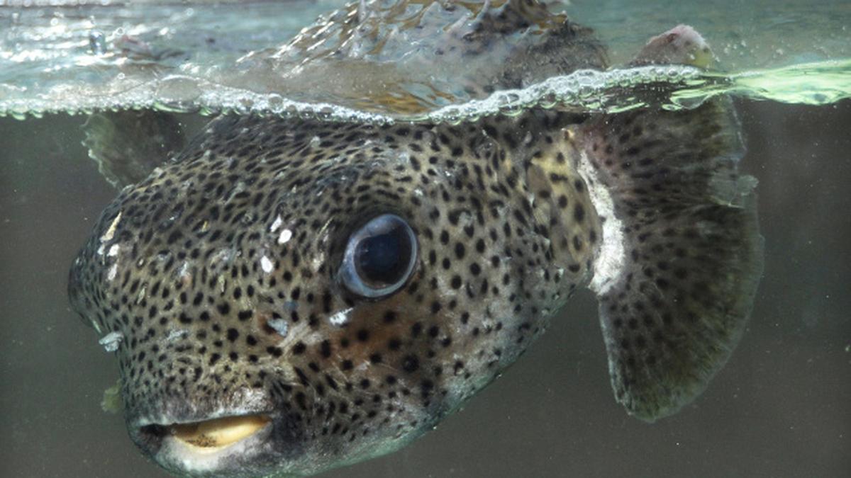 Porcupine fish at ZSI aquarium - The Hindu