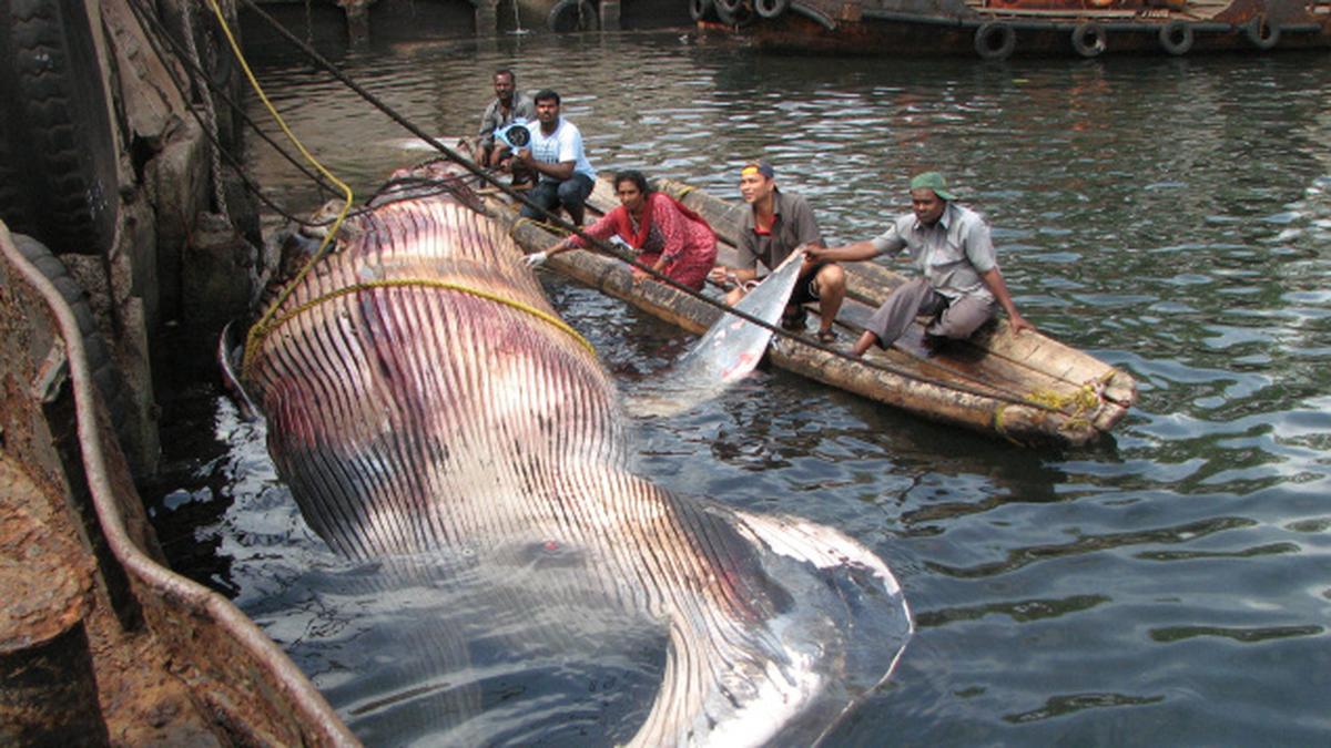 Blue whale washed ashore - The Hindu