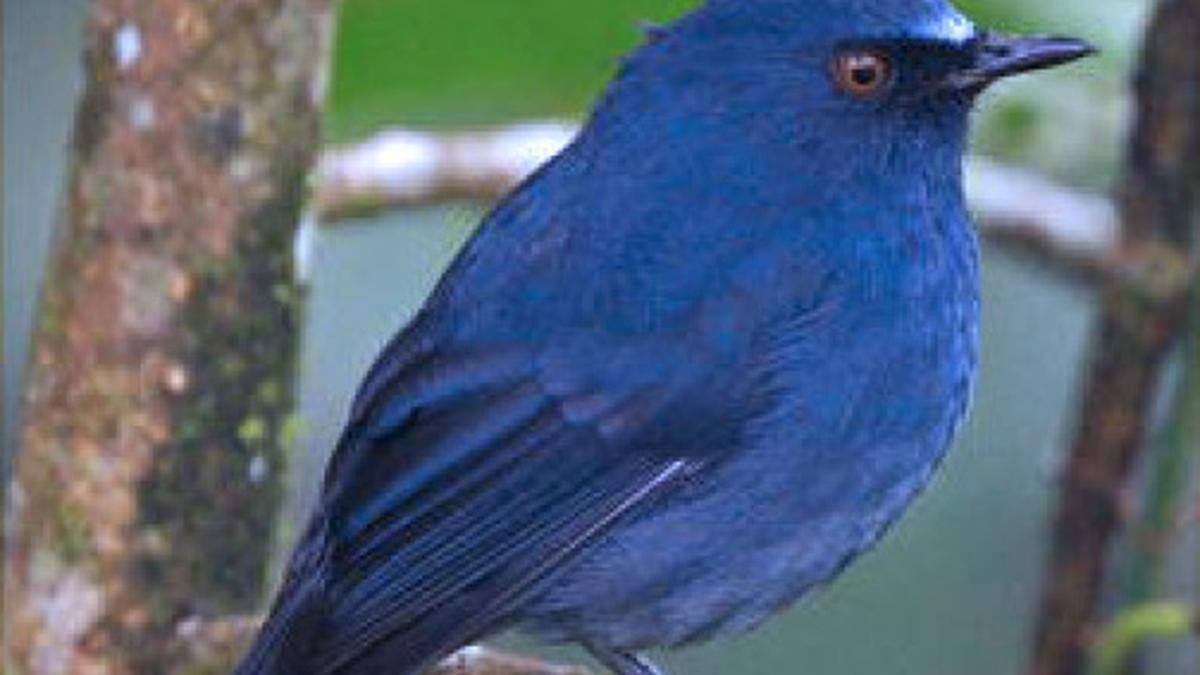 Two species emerged from white-bellied shortwing, says study - The Hindu