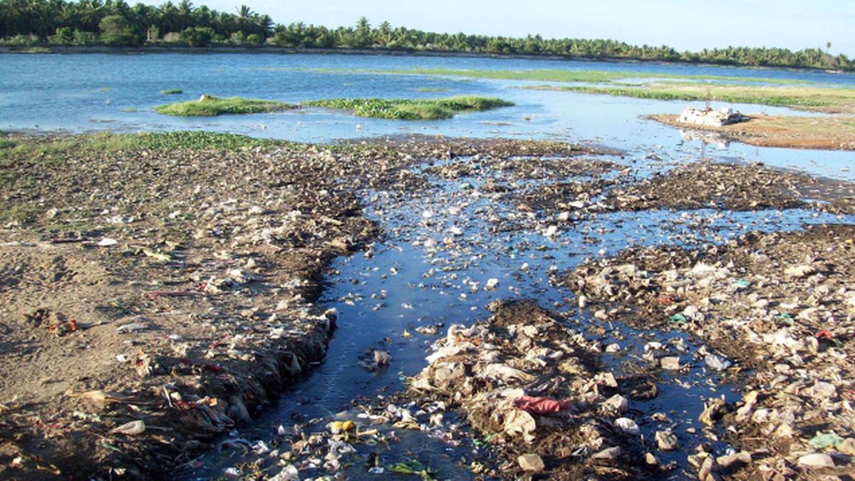 Sewage chokes Sulur Lake - The Hindu
