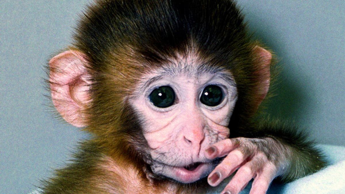 Genetically engineered monkey could lead to Alzheimer's cure - The Hindu