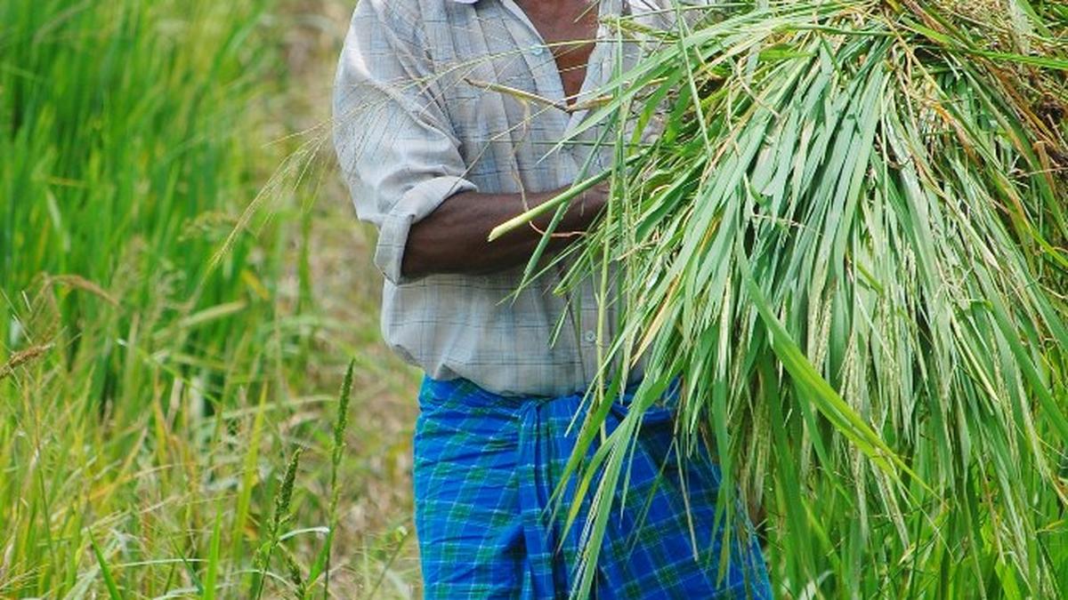 Kuttanad in the grip of land lobby - The Hindu