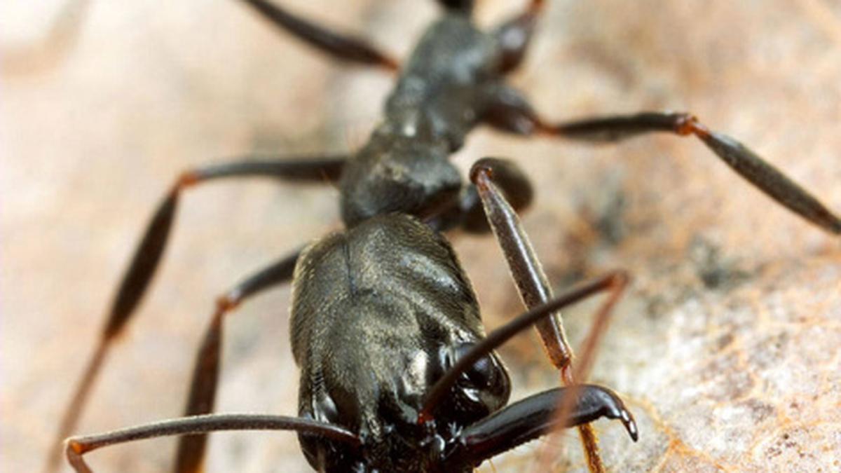 Ants really do scare elephants - The Hindu