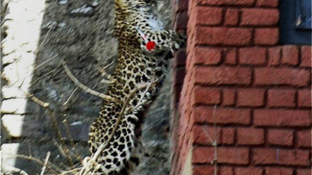 ‘This year, 130 leopards poached in India’ - The Hindu