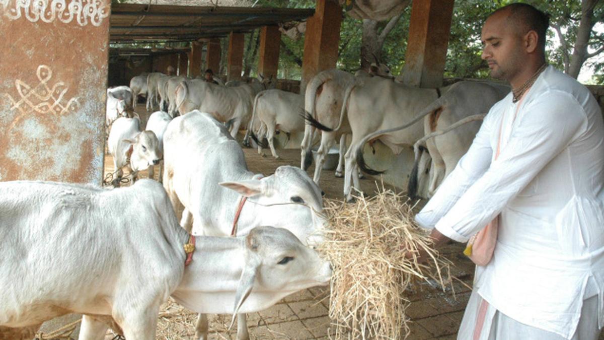 ISKCON's largest 'Goshala' coming up - The Hindu