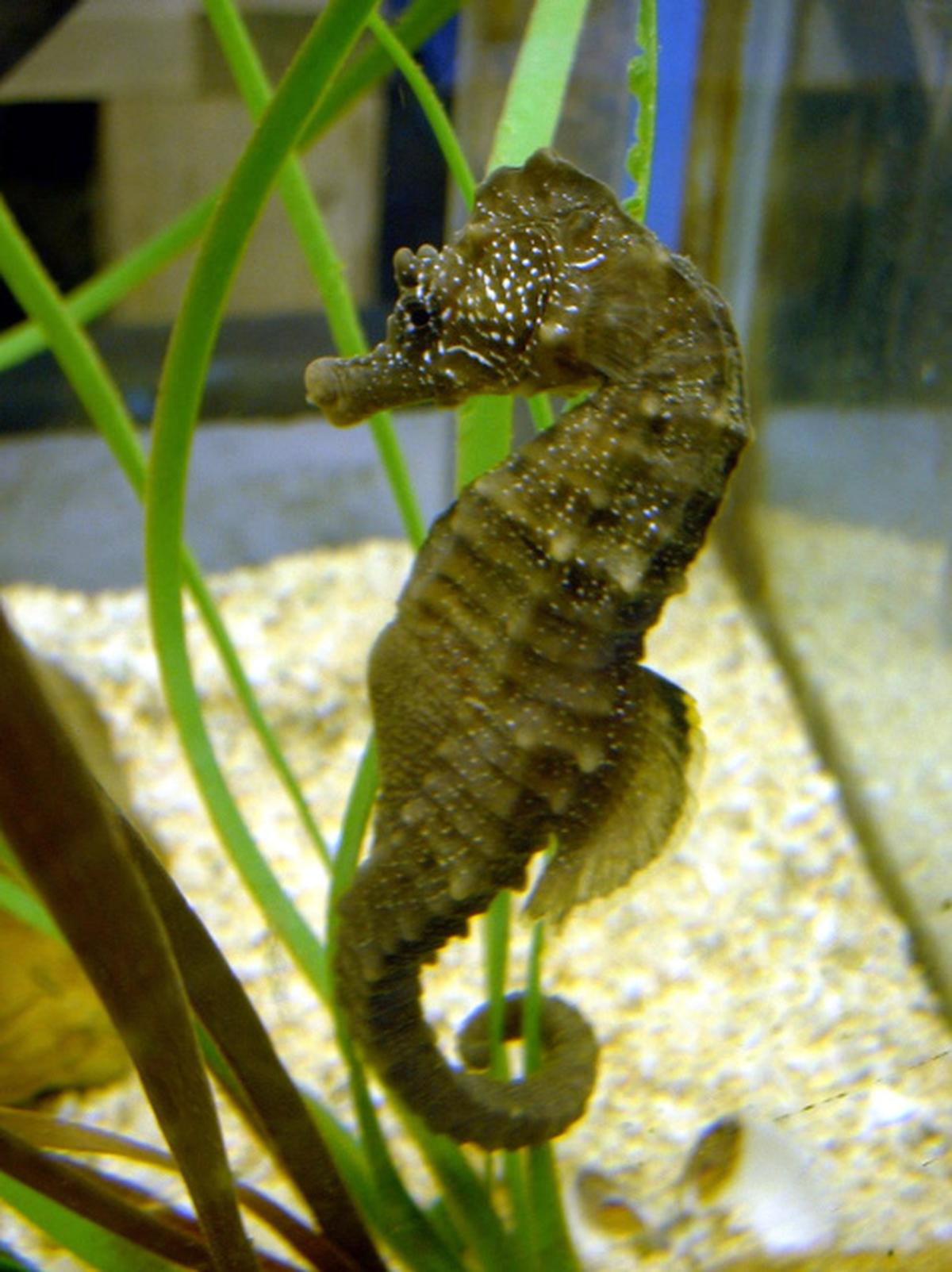 Worlds Smallest Seahorse