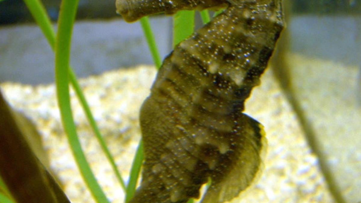 Smallest seahorse faces BP spill extinction - The Hindu