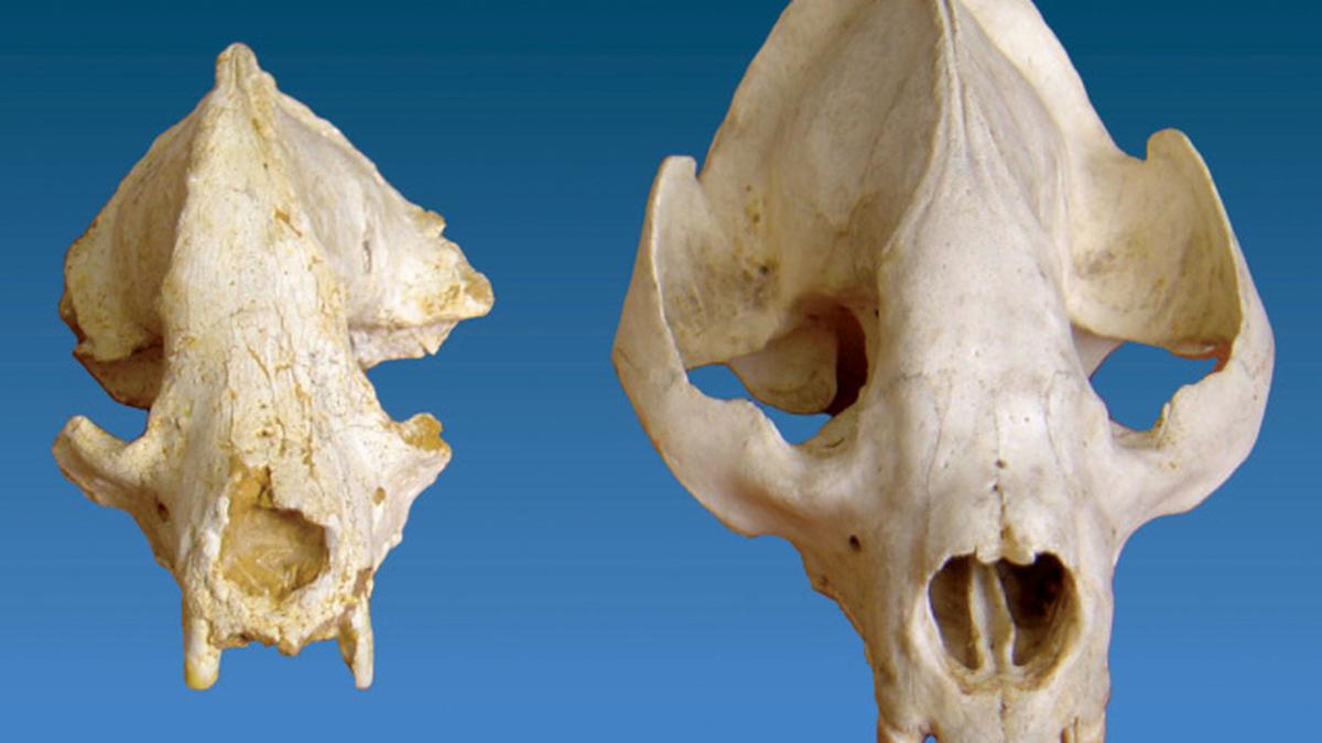 Development of jaws in vertebrates unravelled - The Hindu