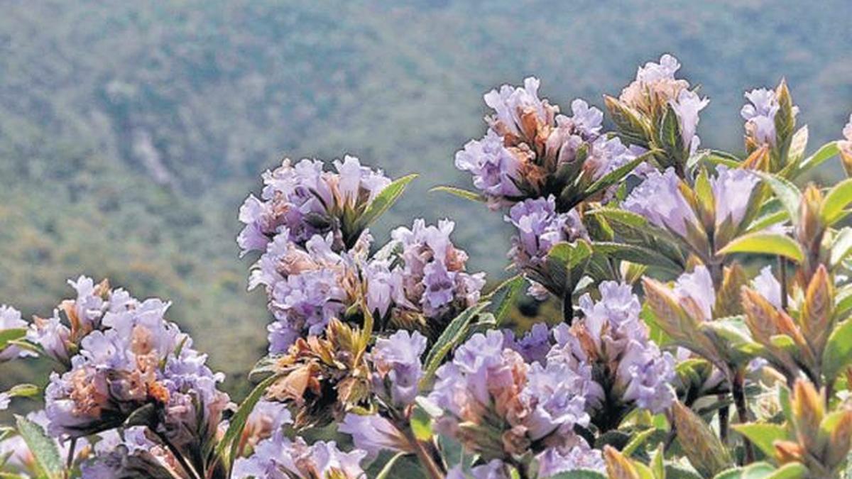 Kurinji flowers bloom at Mulligoor - The Hindu