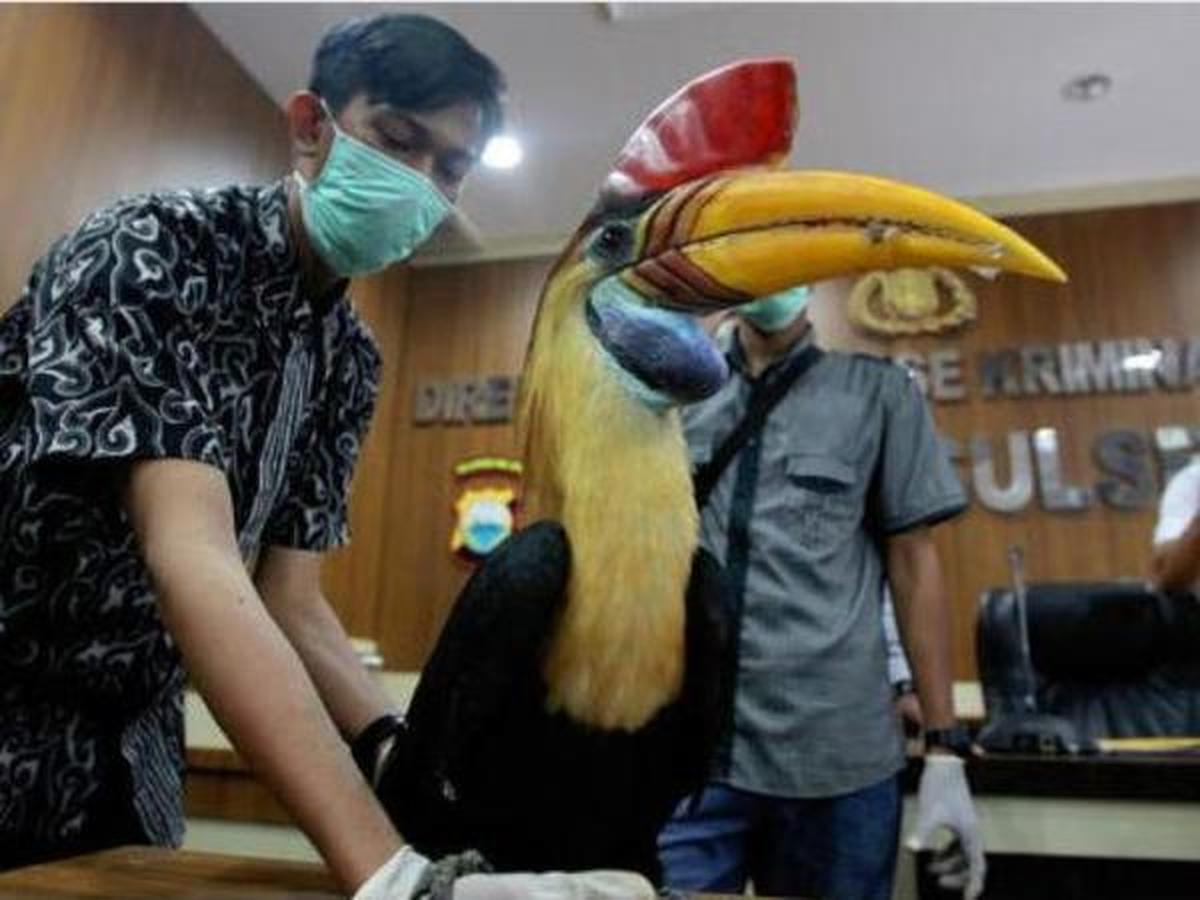The helmeted hornbill is being hunted to extinction - The Hindu