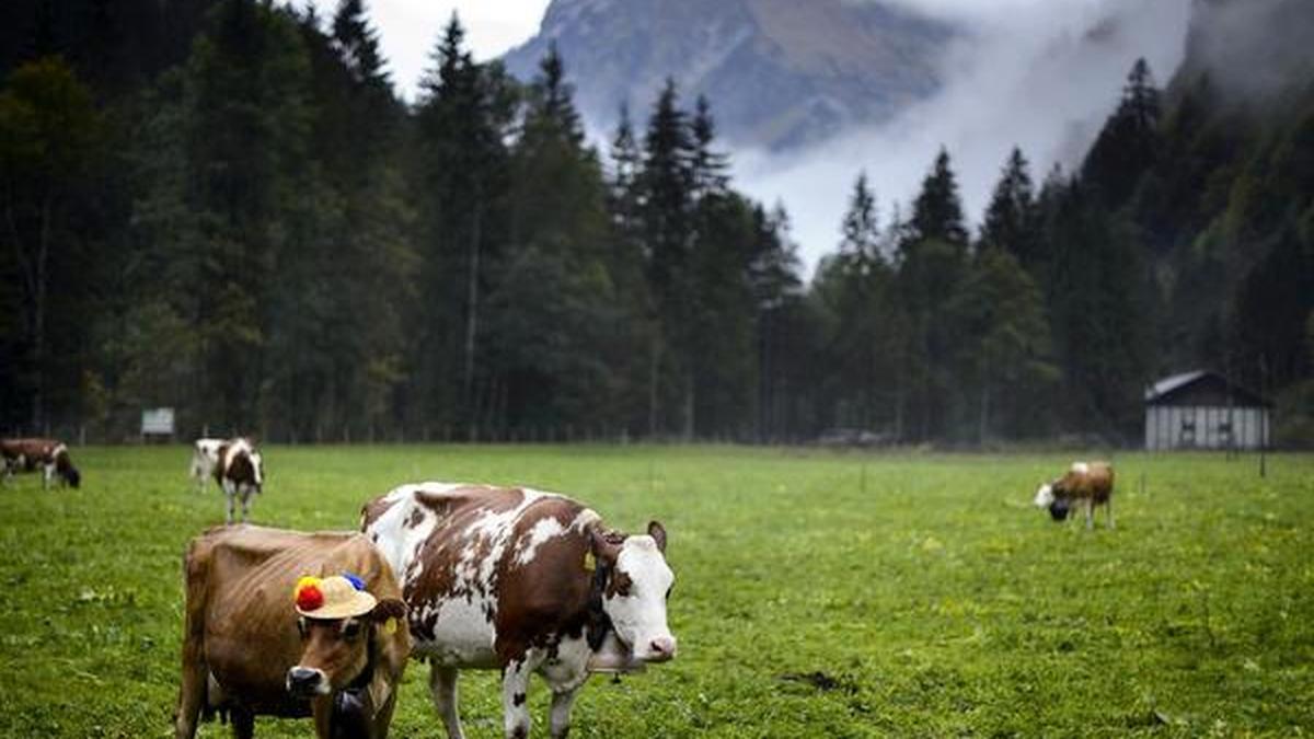 Here's lowdown on the Slow Meat movement - The Hindu