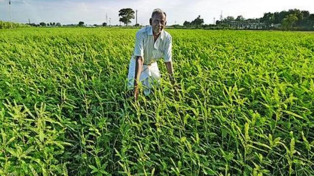 Bio-manure for soil fertility - The Hindu