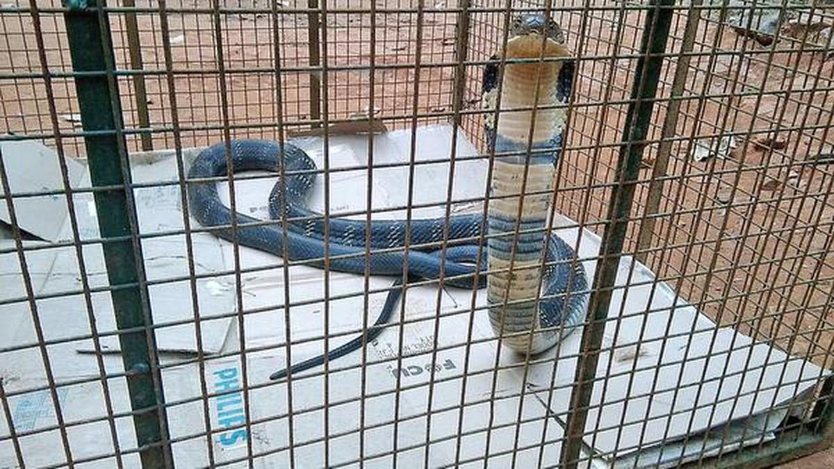 King Cobra rescued near tea estate - The Hindu
