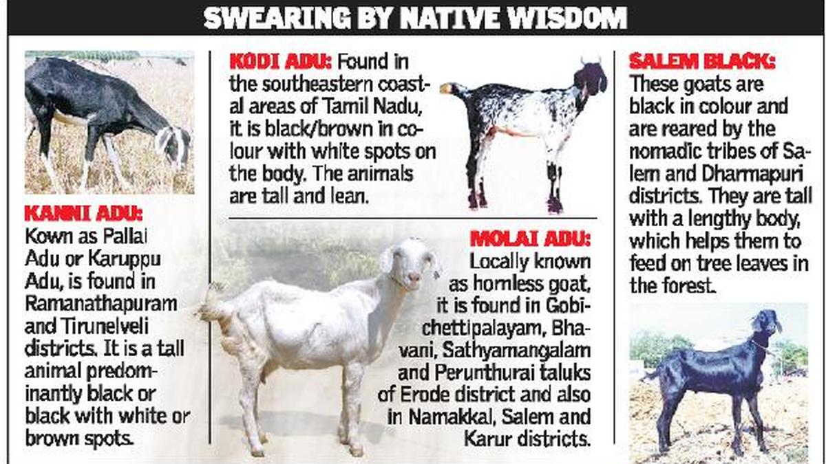 Cross-breeds get scientists’ goat as they dilute gene strength - The Hindu