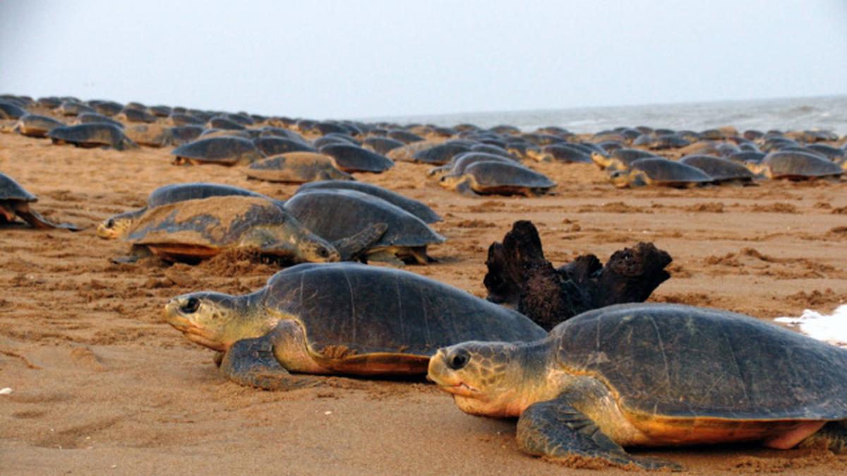 The endangered world of sea turtles - The Hindu