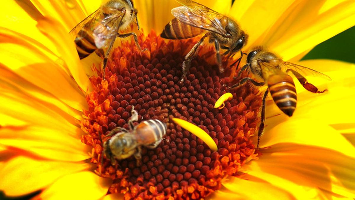 Jungle bees tracked with tiny radio transmitters - The Hindu