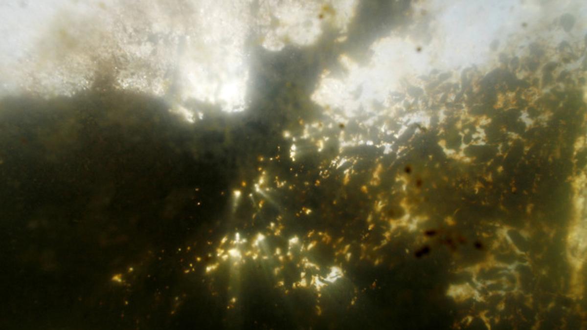 Underwater oil plume from BP spill stretched 35 km - The Hindu