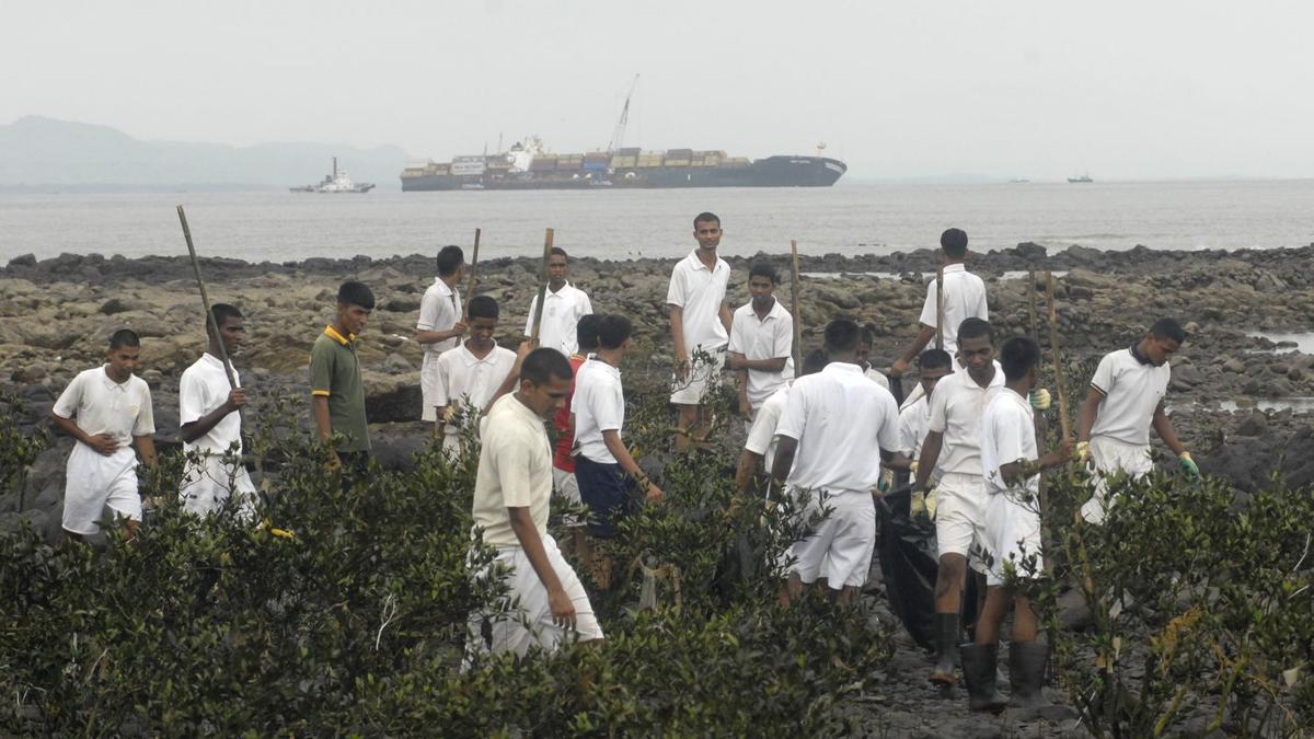 Chitra spill: ‘oilzapper' to be used for bioremediation - The Hindu