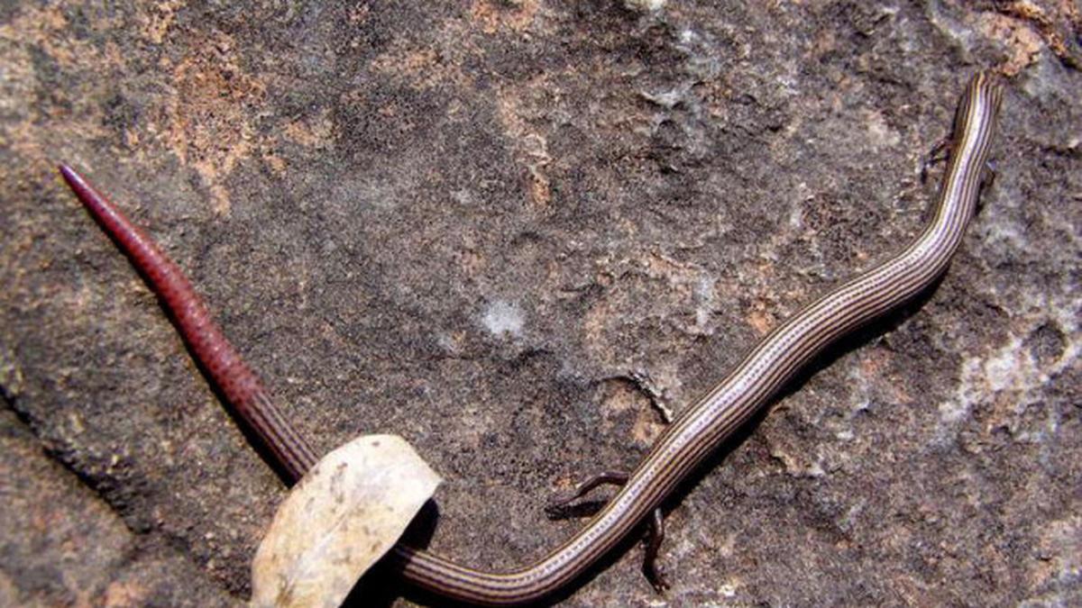 Species of Writhing Skink rediscovered - The Hindu