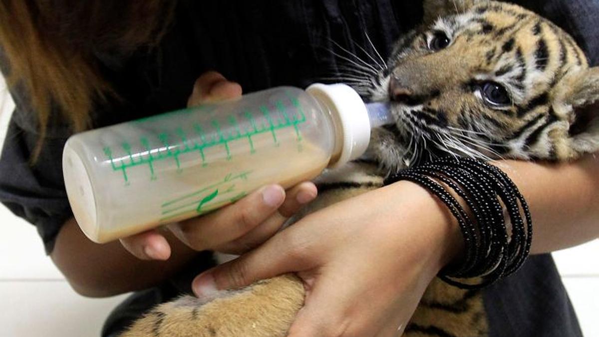 Tiger cub found stuffed among toys at Thai airport - The Hindu