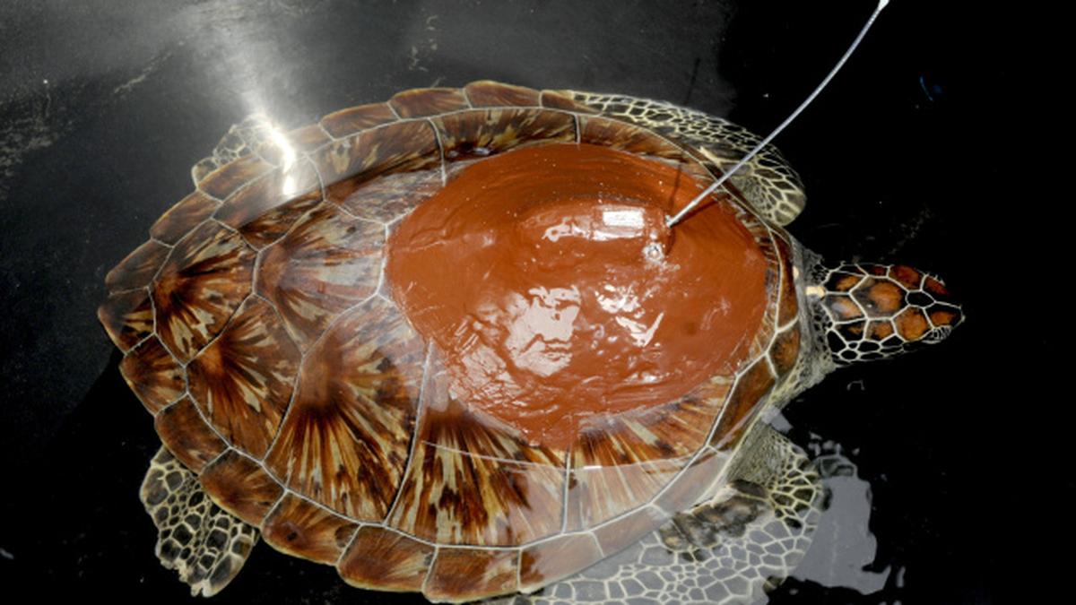 Green turtle gets satellite telemetry tagging - The Hindu