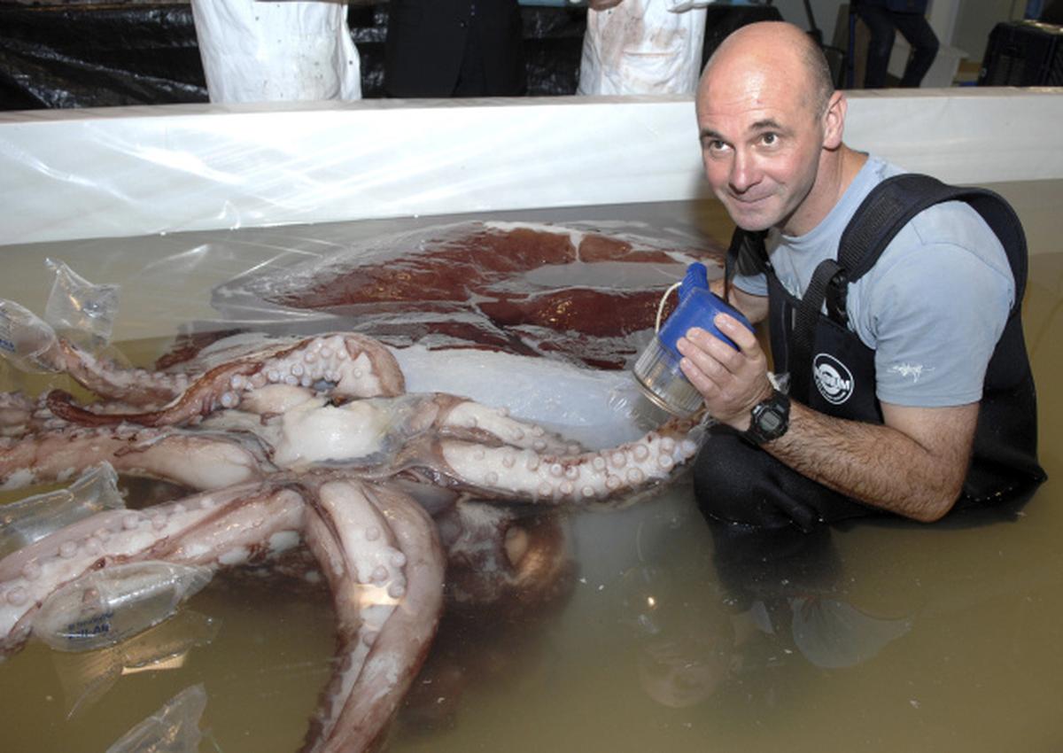 Humboldt Squid Attacks On Humans